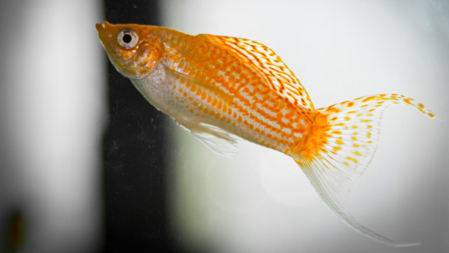 Types of Molly Fish | Rare Colors, Fin & Tail Variants - FINFANTASIA